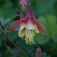 Native Perennials - ThePollenNation