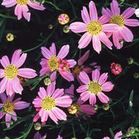 Coreopsis rosea/Pink Tickseed/ThePollenNation