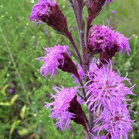 Native Perennials - ThePollenNation