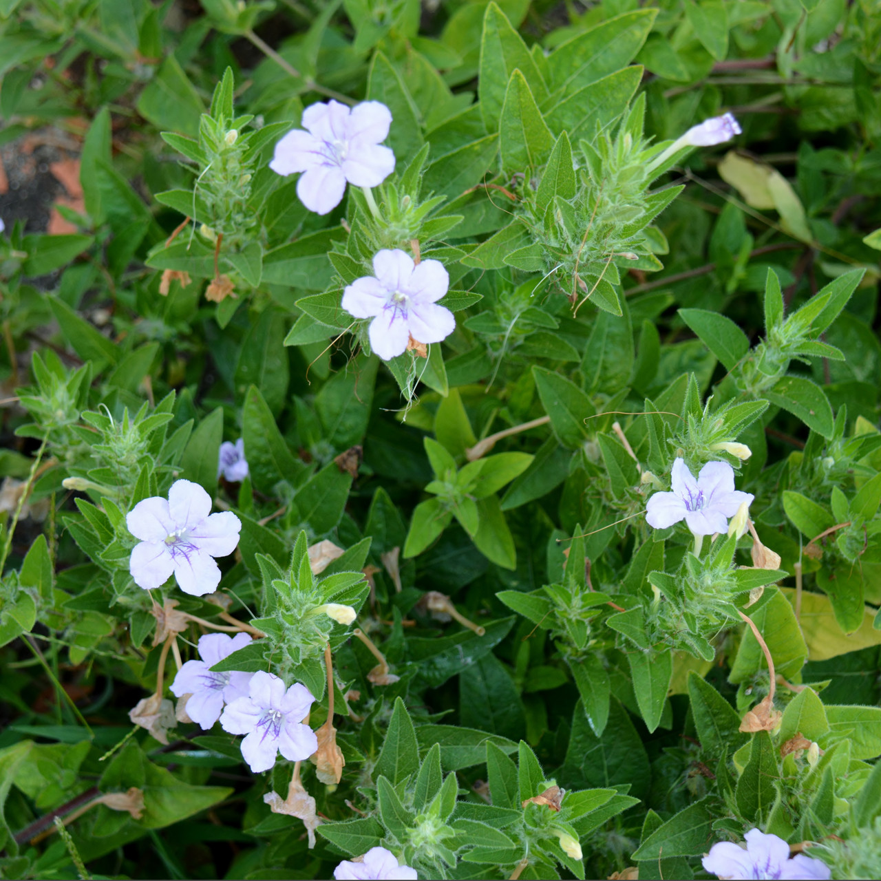 Ruellia humilis/Wild Petunia/ThePollenNation