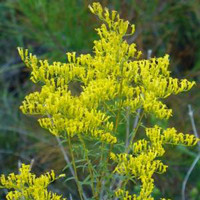 Solidago odora/Sweet Goldenrod/ThePollenNation