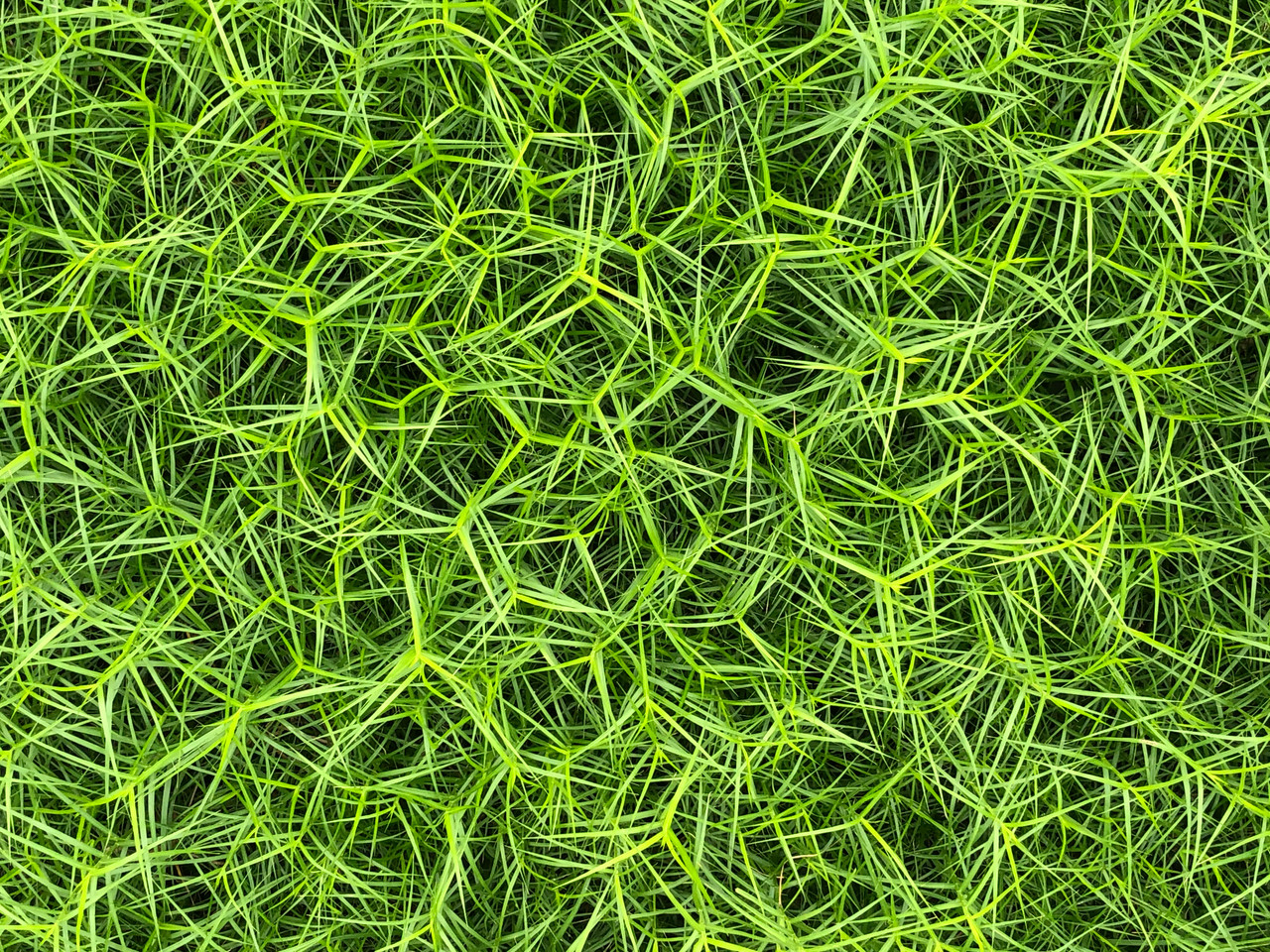 Carex cherokeensis - Cherokee sedge - ThePollenNation