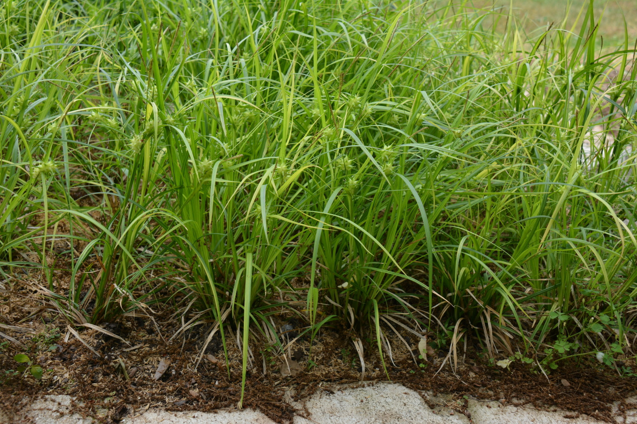 Carex muskingumensis 'Little Midge'/Palm Sedge/ThePollenNation