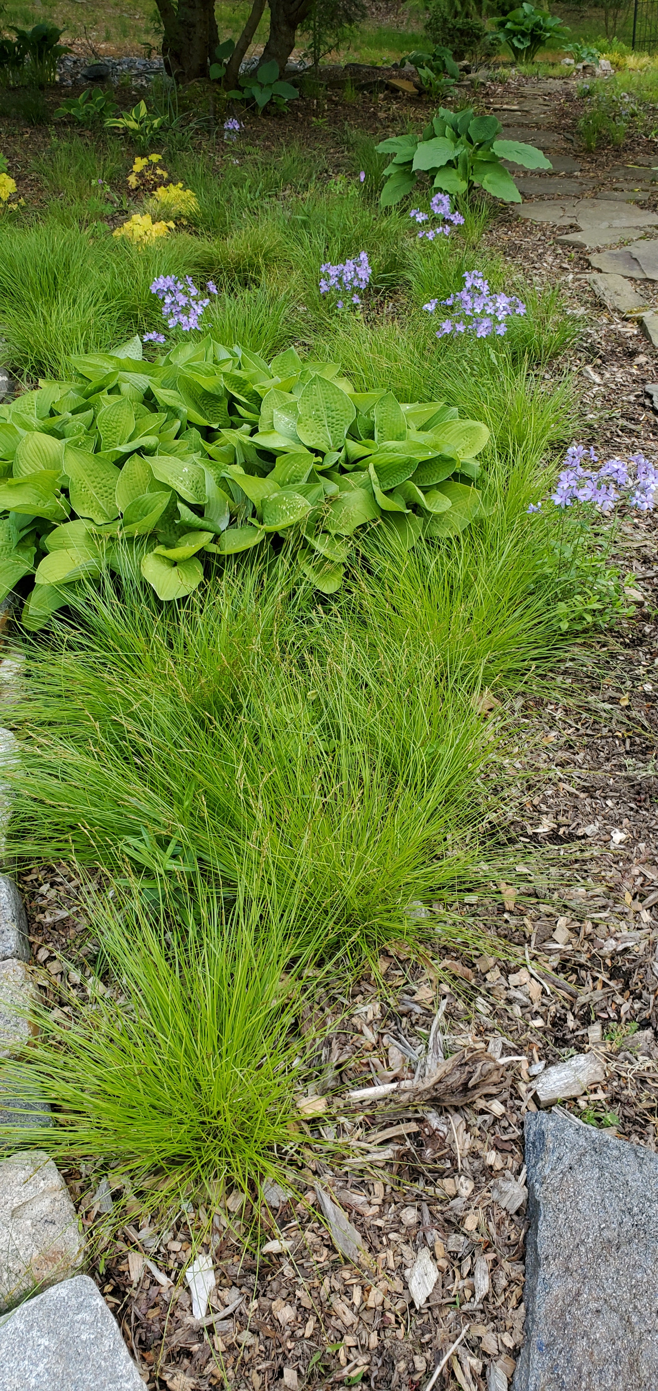 Native Grasses and Sedges - ThePollenNation