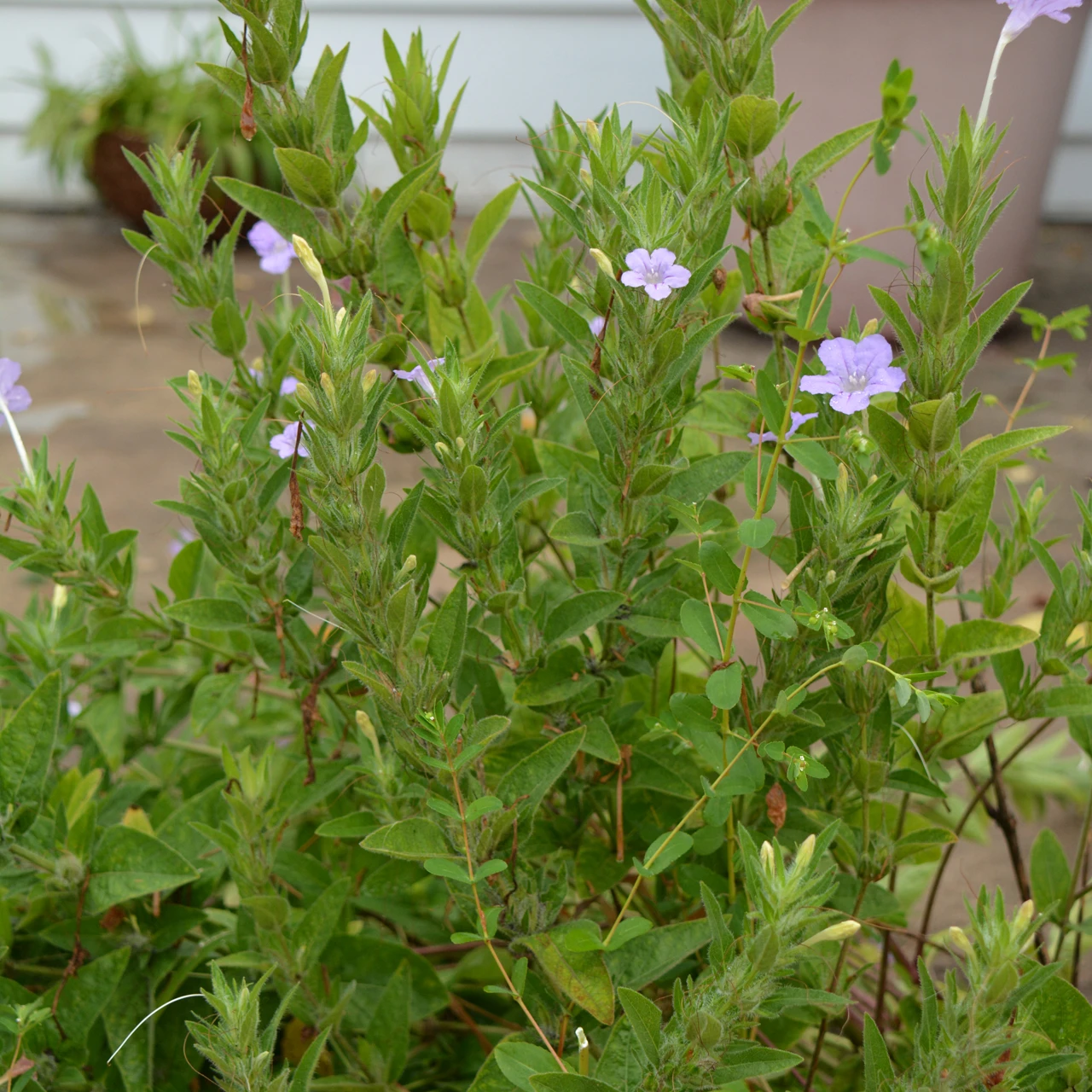 Ruellia humilis/Wild Petunia/ThePollenNation