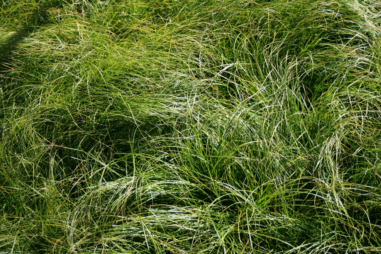 Carex radiata- Eastern star sedge - ThePollenNation