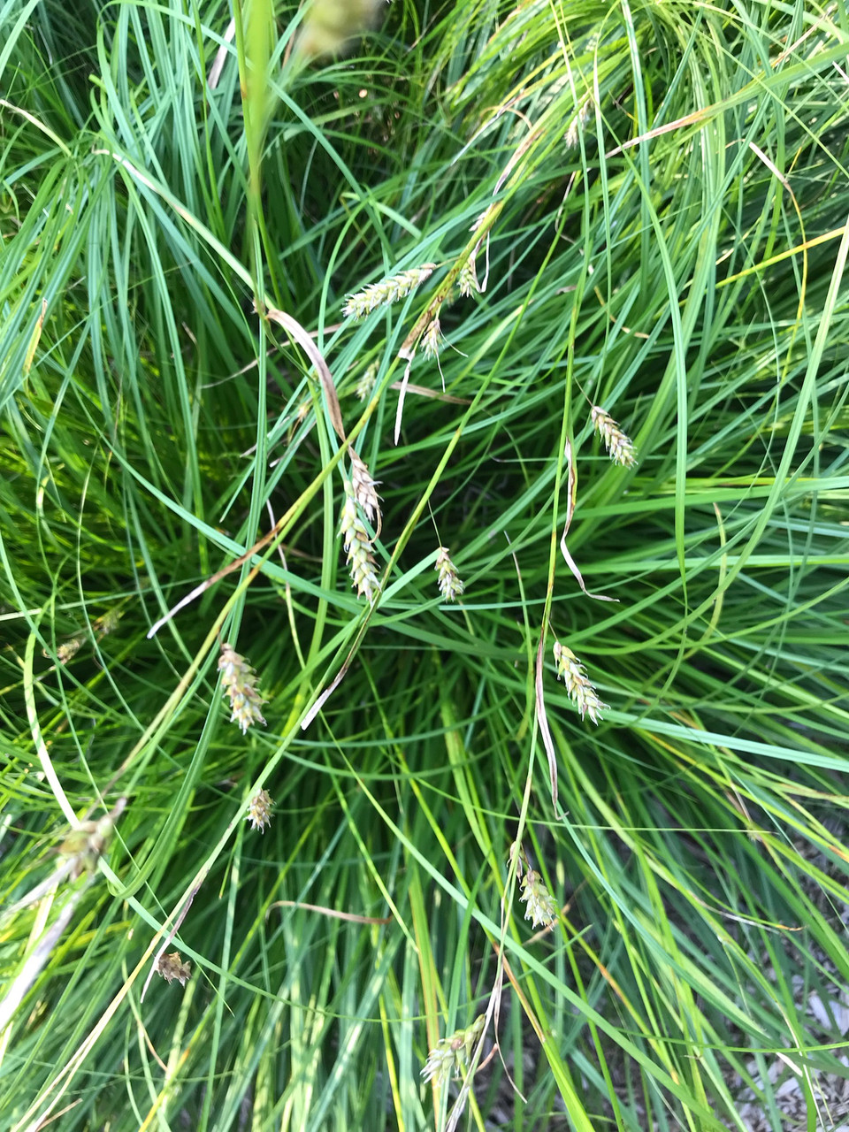 Carex cherokeensis - Cherokee sedge - ThePollenNation