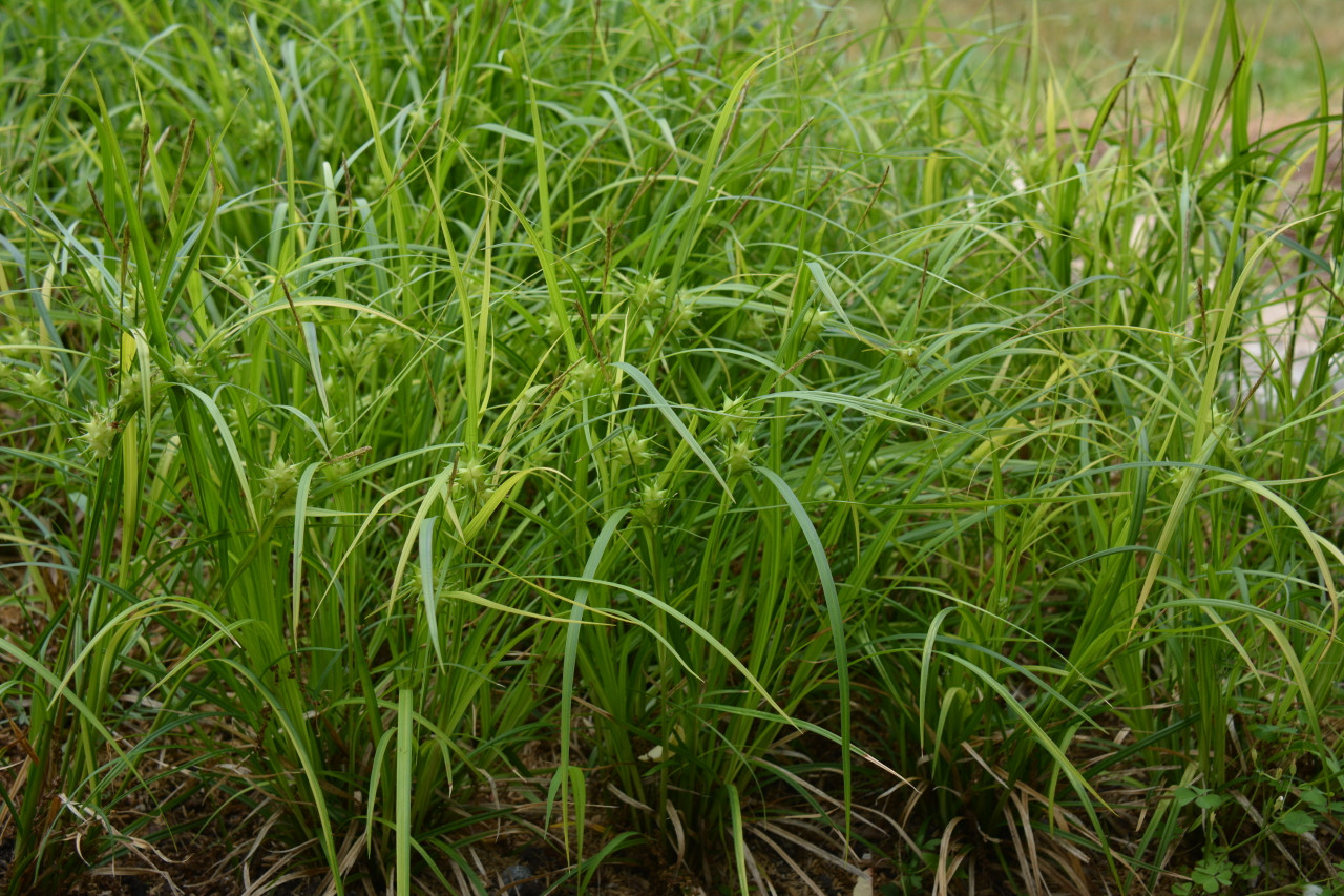 Carex grayi - Grays sedge - ThePollenNation