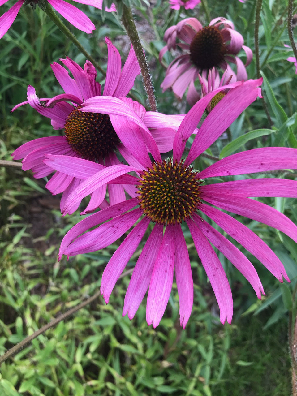 Echinacea tennesseensis Rocky Top - Tennessee Coneflower - ThePollenNation