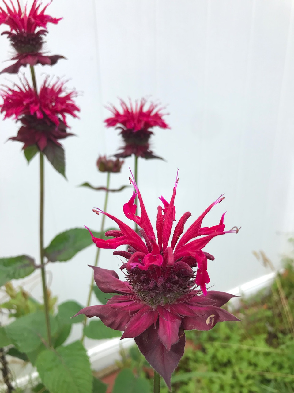 Monarda 'Raspberry Wine' - Scarlet Bee Balm - ThePollenNation