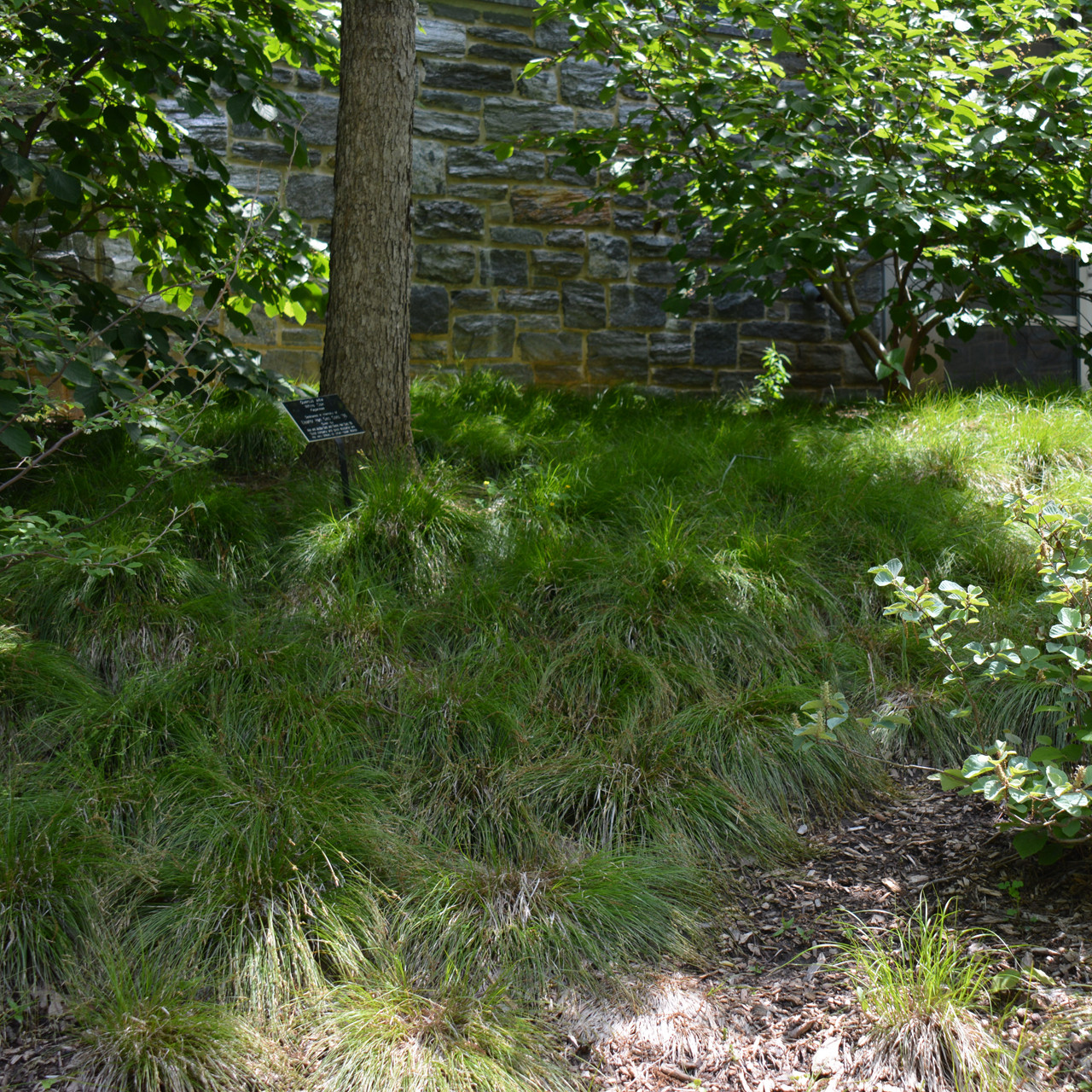 Carex albicans/White Tinged Sedge/ThePollenNation