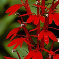 Lobelia cardinalis/Cardinal Flower/ThePollenNation