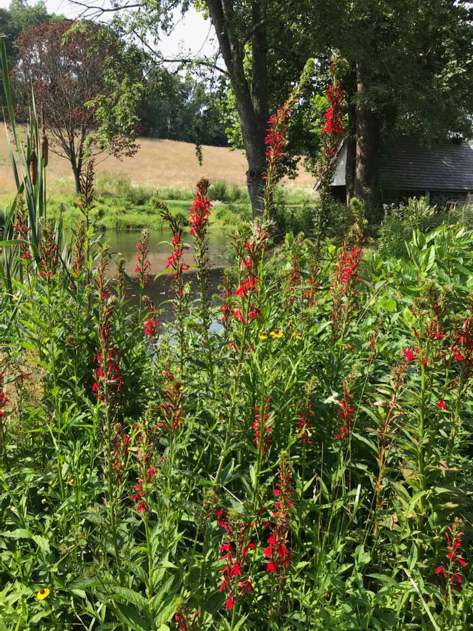 Lobelia cardinalis/Cardinal Flower/ThePollenNation