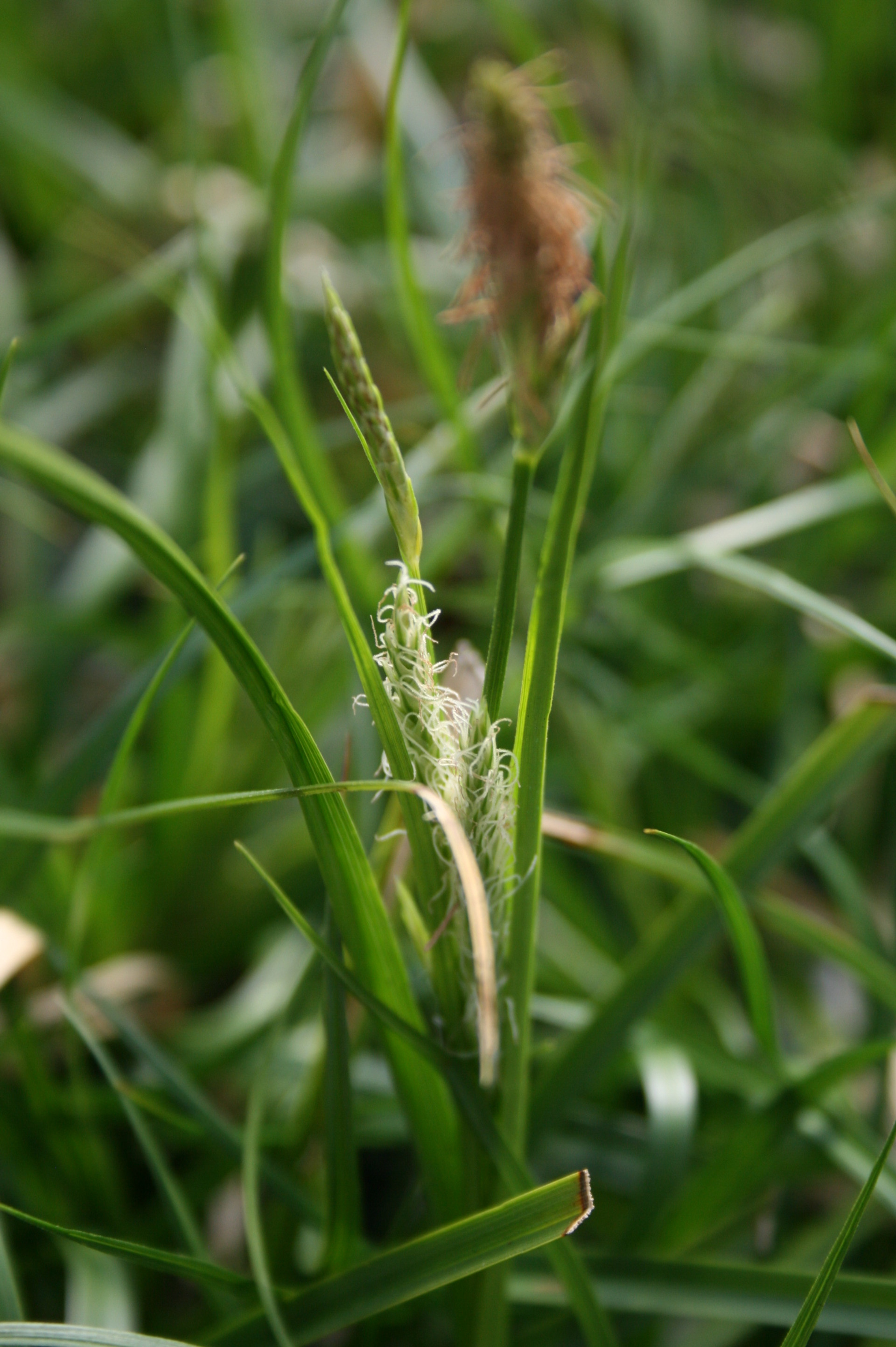 Carex Cherokeensis Cherokee Sedge Thepollennation