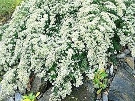 Aster ericoides 'Snow Flurry' - heath aster - ThePollenNation