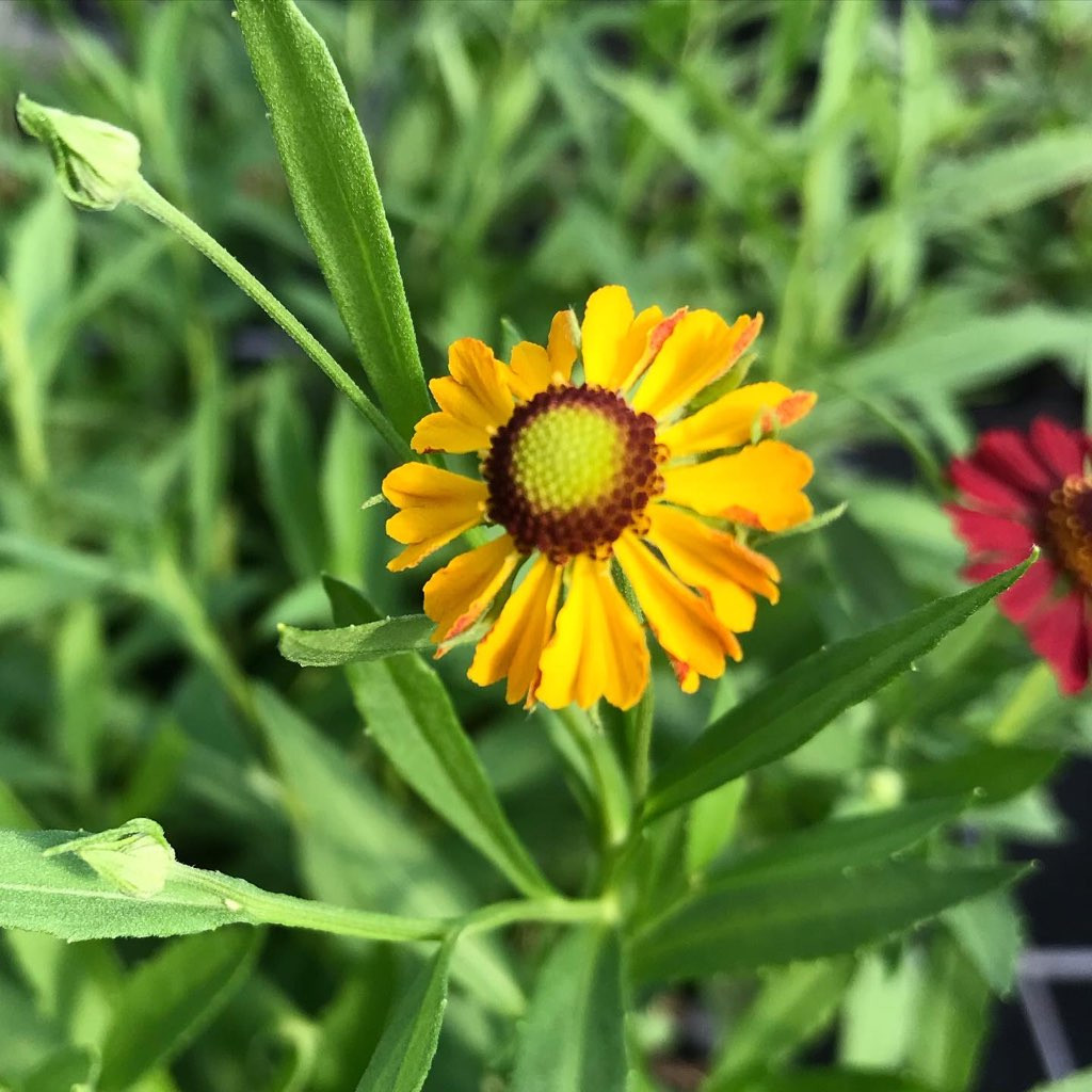 Helenium autumnale 'Helena Red Shades' - Red Sneezeweed - ThePollenNation