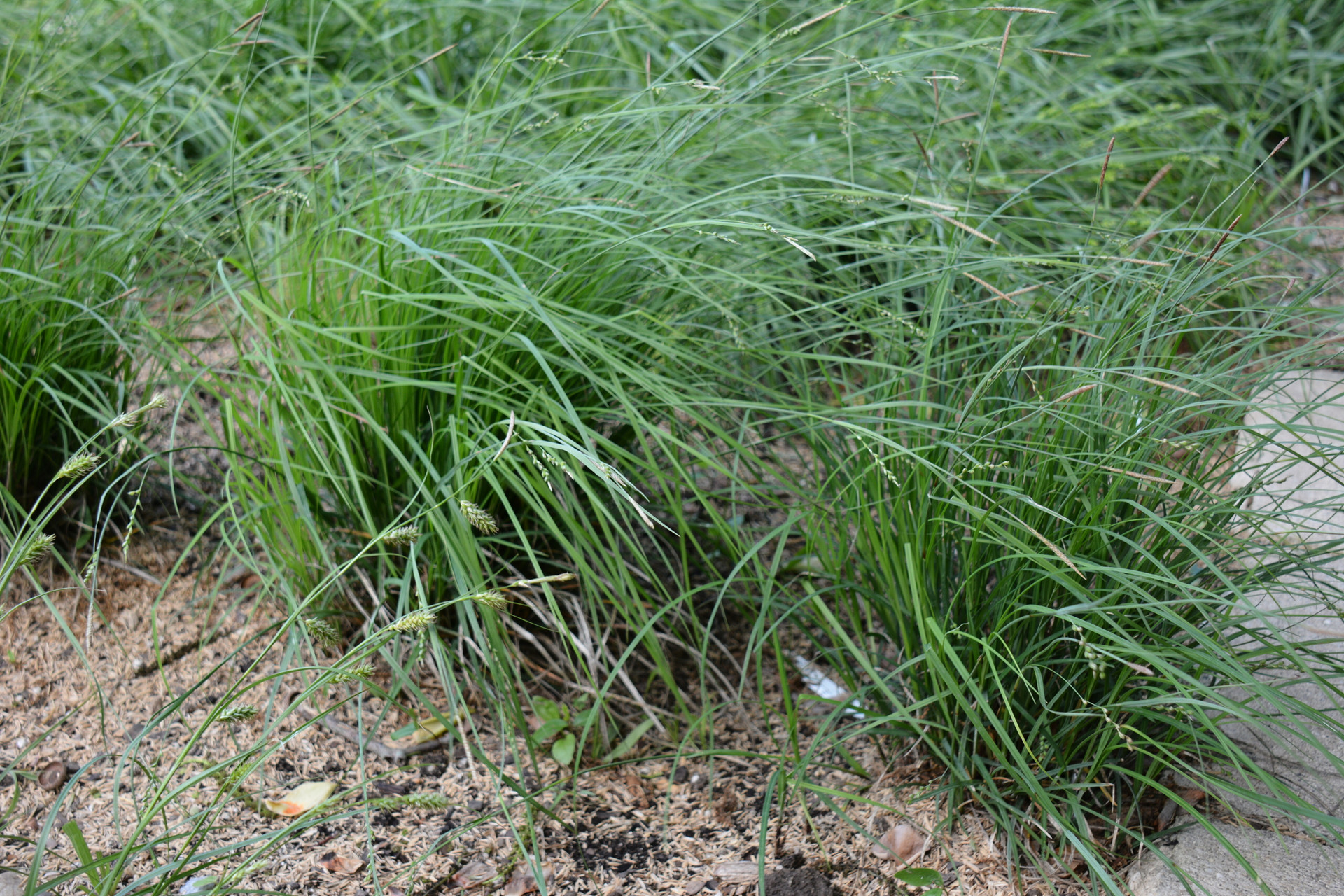 Carex cherokeensis - Cherokee sedge - ThePollenNation