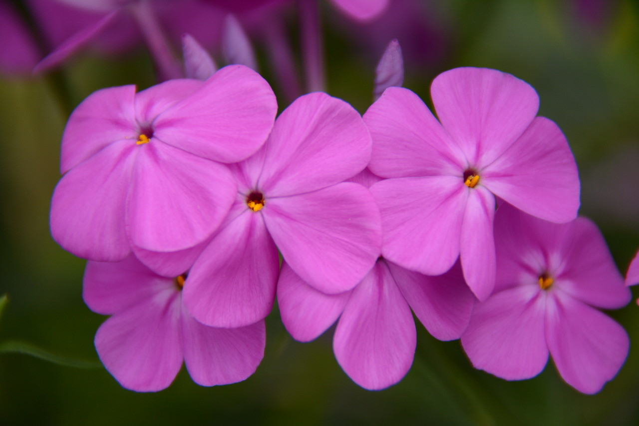 Phlox x 'Wanda' - ThePollenNation