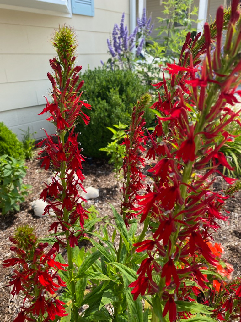 Lobelia cardinalis/Cardinal Flower/ThePollenNation