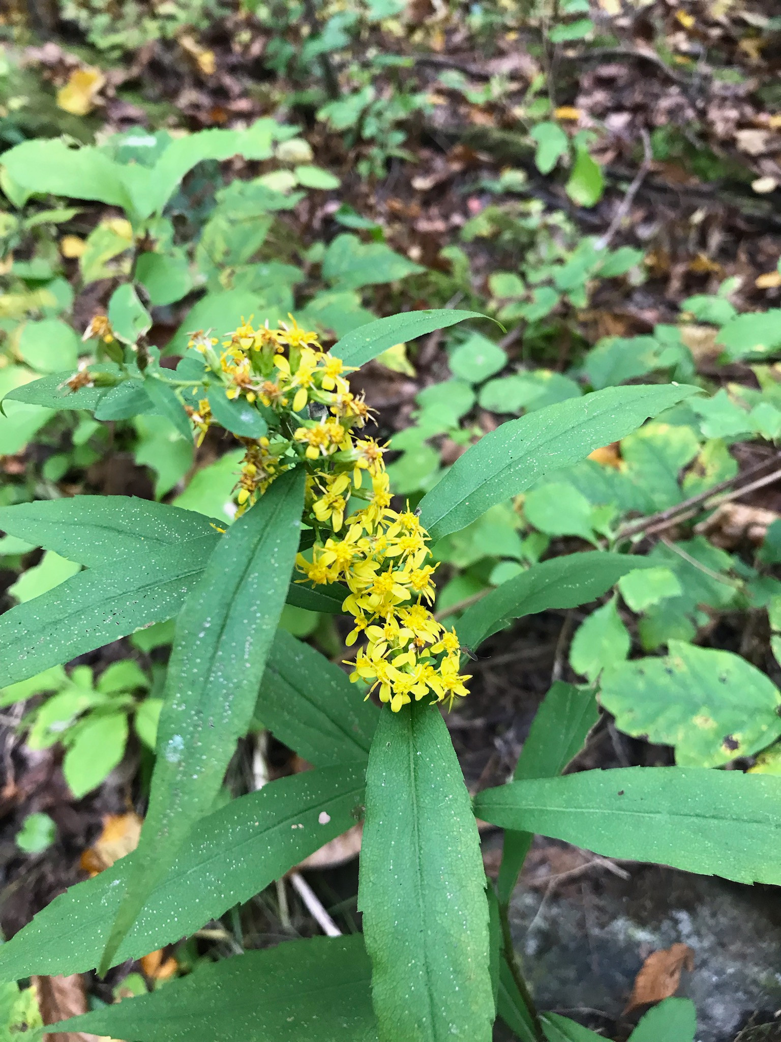 Solidago caesia/Blue-stem Goldenrod/ThePollenNation