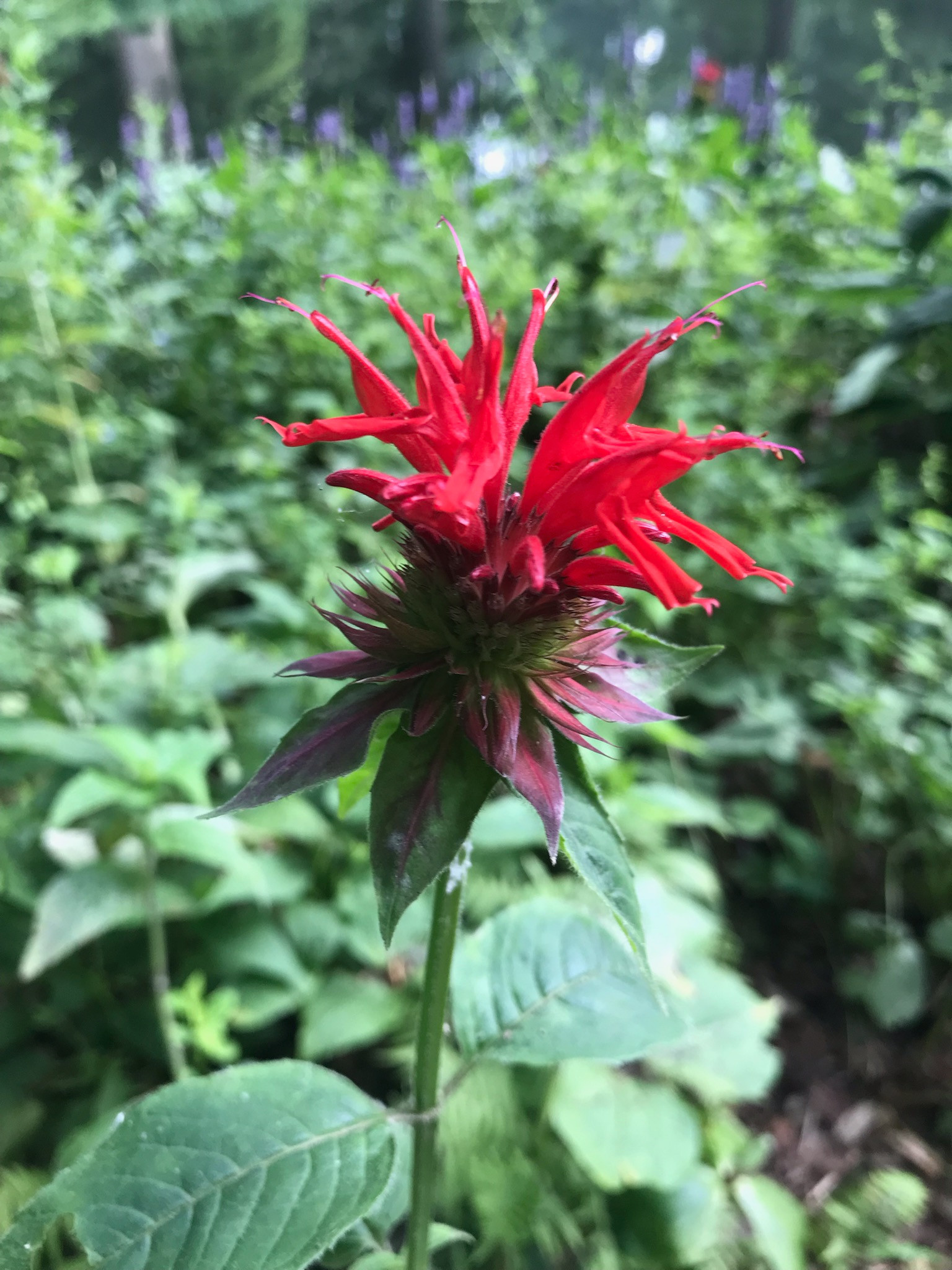 Monarda punctata - Horsemint / Spotted beebalm - ThePollenNation