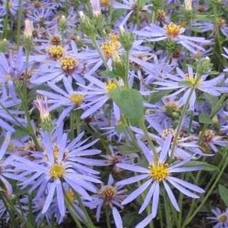 Aster macrophyllus 'Twilight' - Big Leaf Aster - ThePollenNation