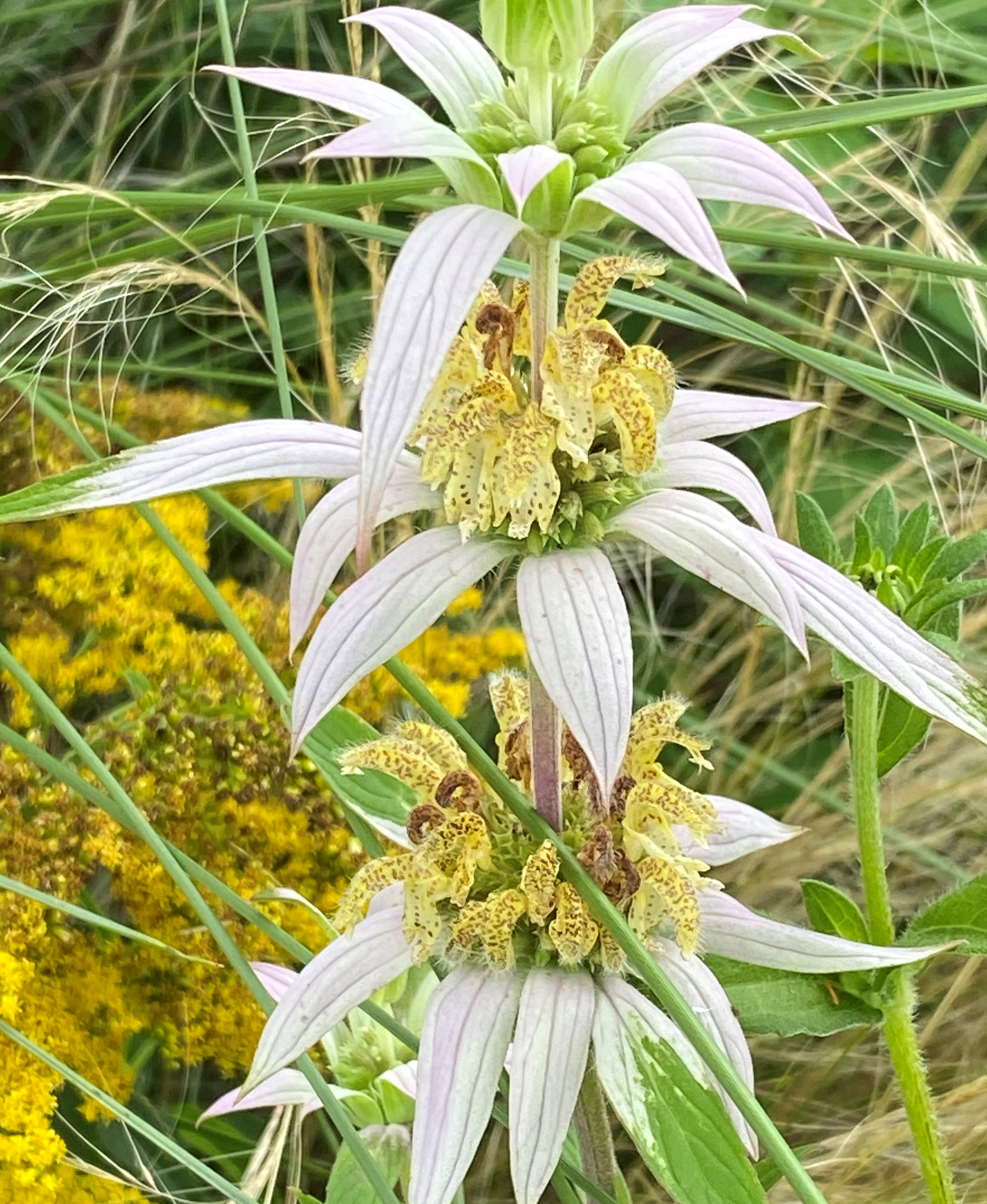 Monarda punctata - Horsemint / Spotted beebalm - ThePollenNation