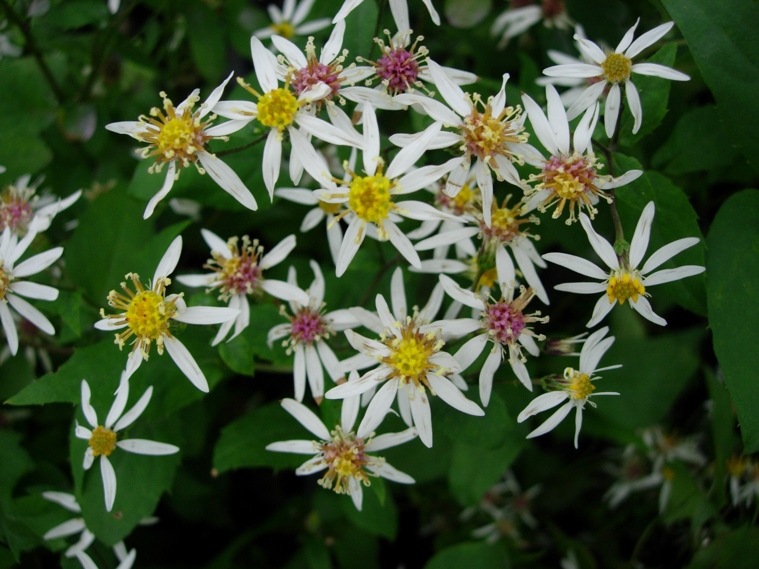 Native Perennials - ThePollenNation