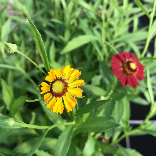 Helenium autumnale 'Helena Red Shades' - Red Sneezeweed - ThePollenNation
