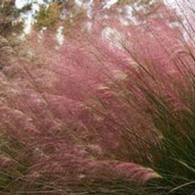 Native Grasses and Sedges - ThePollenNation