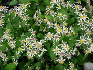 Aster divaricatus 'Eastern Star'- White wood aster - ThePollenNation