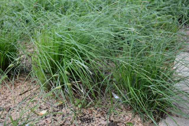 Carex cherokeensis - Cherokee sedge - ThePollenNation