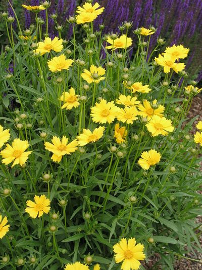 Coreopsis rosea/Pink Tickseed/ThePollenNation