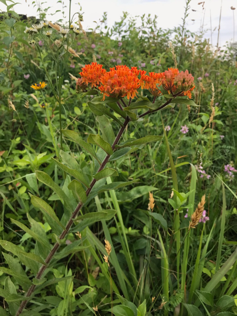 Asclepias tuberosa/Butterfly Weed/ThePollenNation