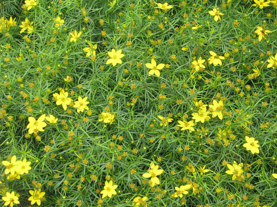 Coreopsis rosea/Pink Tickseed/ThePollenNation