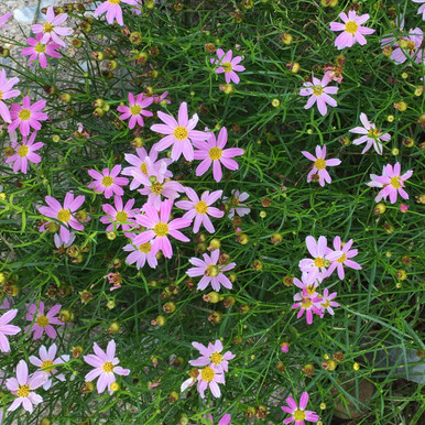 Coreopsis rosea/Pink Tickseed/ThePollenNation