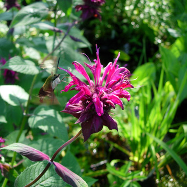 Monarda x 'Peter's Fancy Fuchsia'/Peter's Beebalm/ThePollenNation