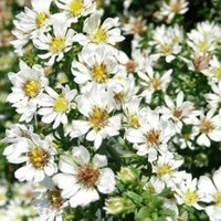 heath aster native range