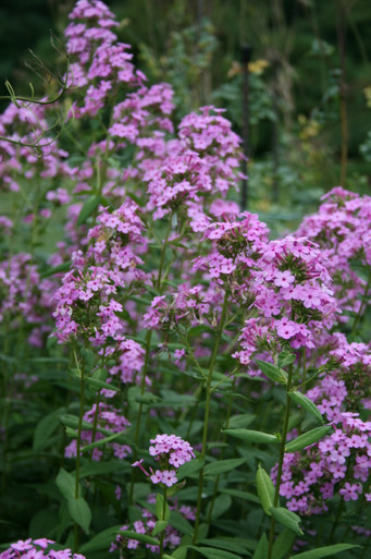 wild tall phlox
