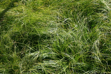 Carex radiata- Eastern star sedge - ThePollenNation