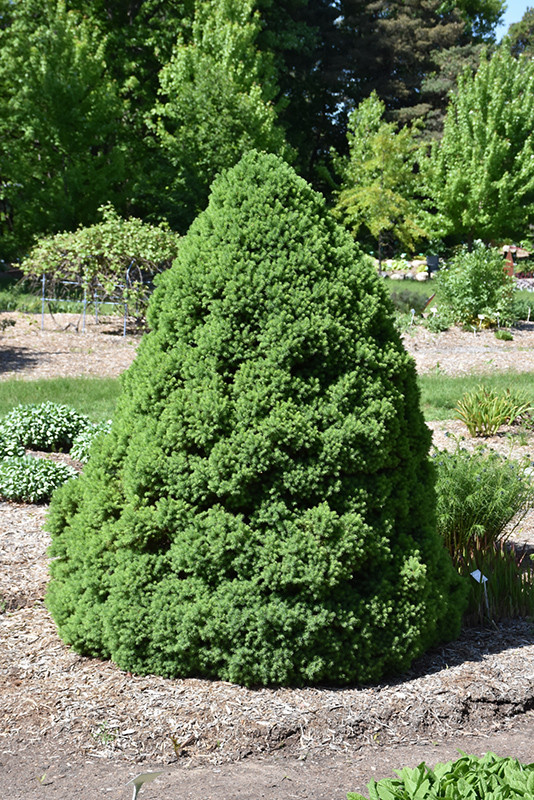 Shrubs - Shrubs - Evergreen - Page 1 - Oakland Nurseries