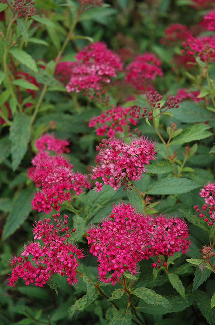 Spiraea Japonica