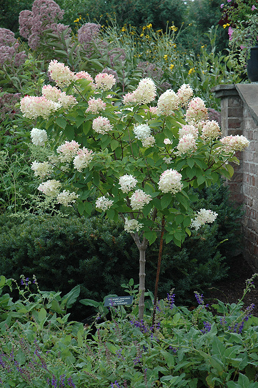 Hydrangea Paniculata Grandiflora Tree Form