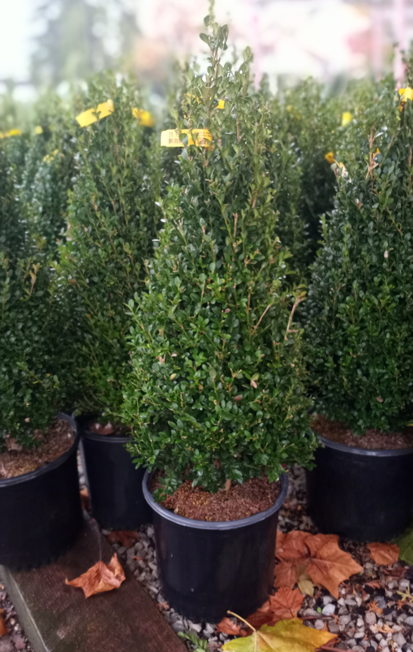 GREEN MOUNTAIN BOXWOOD (conical) #3 - Oakland Nurseries