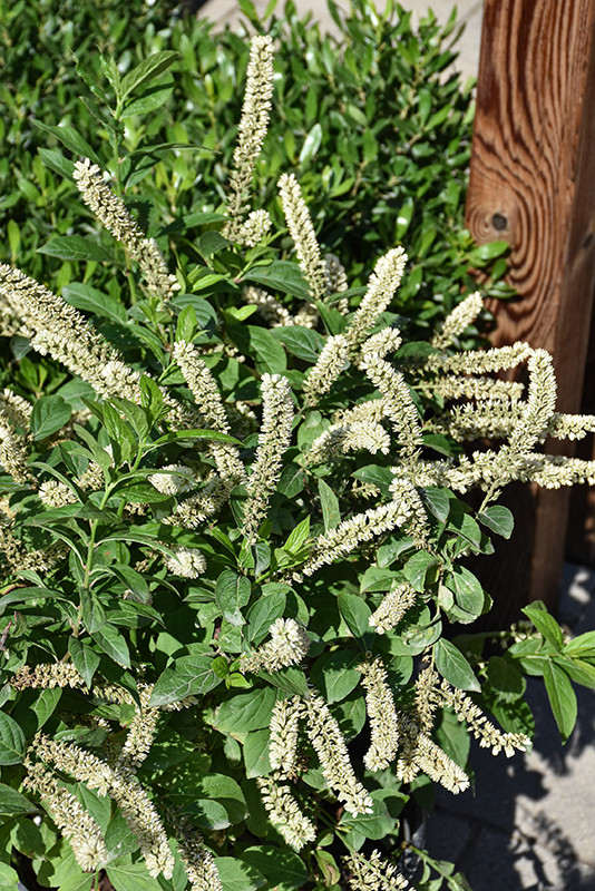 Fizzy Mizzy Virginia Sweetspire (Itea virginica 'SMNIVMM' 1387.3PW) #3 ...