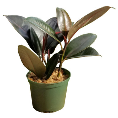 RUBBER TREE 10" POT - Oakland Nurseries
