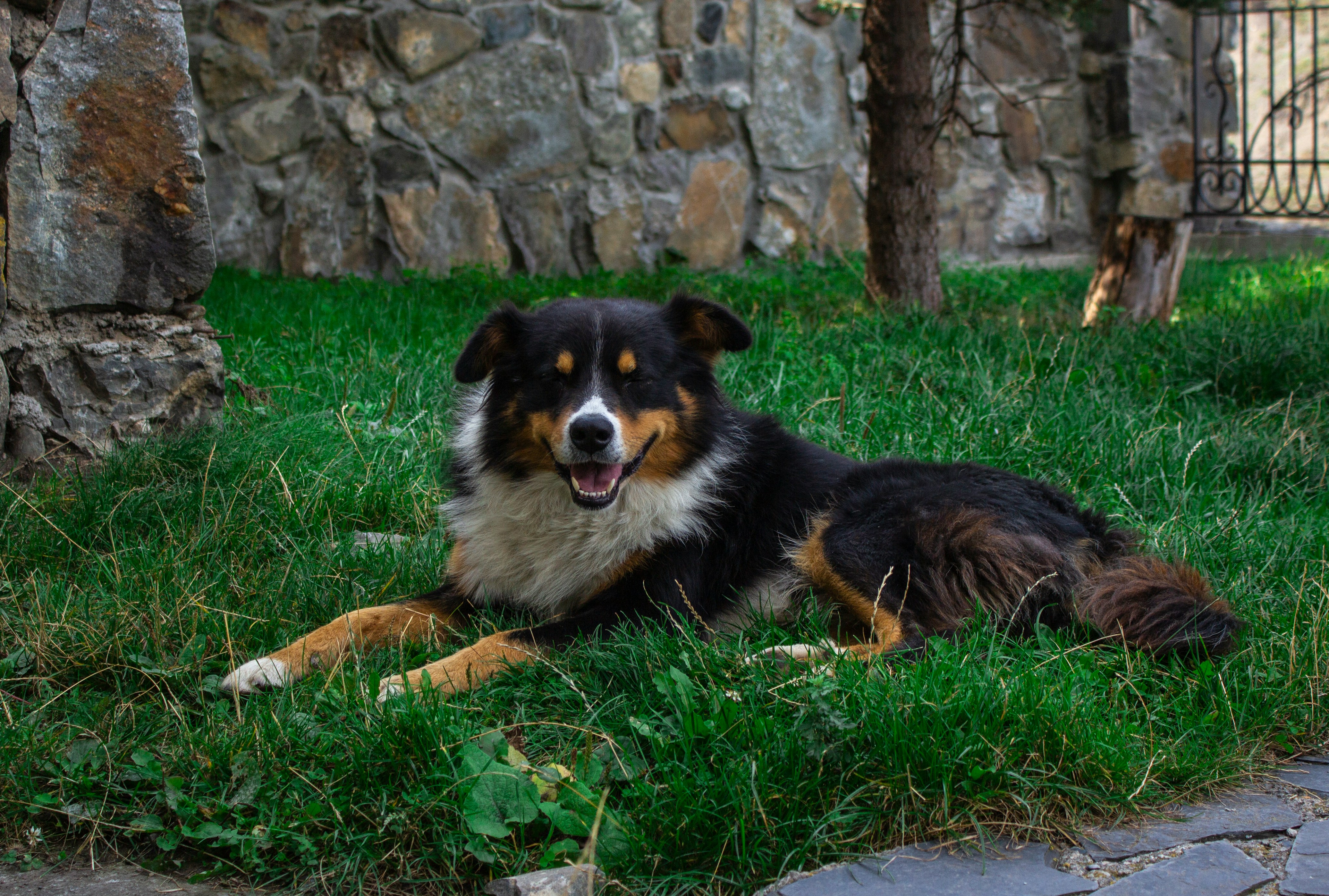 Benefits of Keeping Your Property Pet Waste Free - Dog Waste Solutions