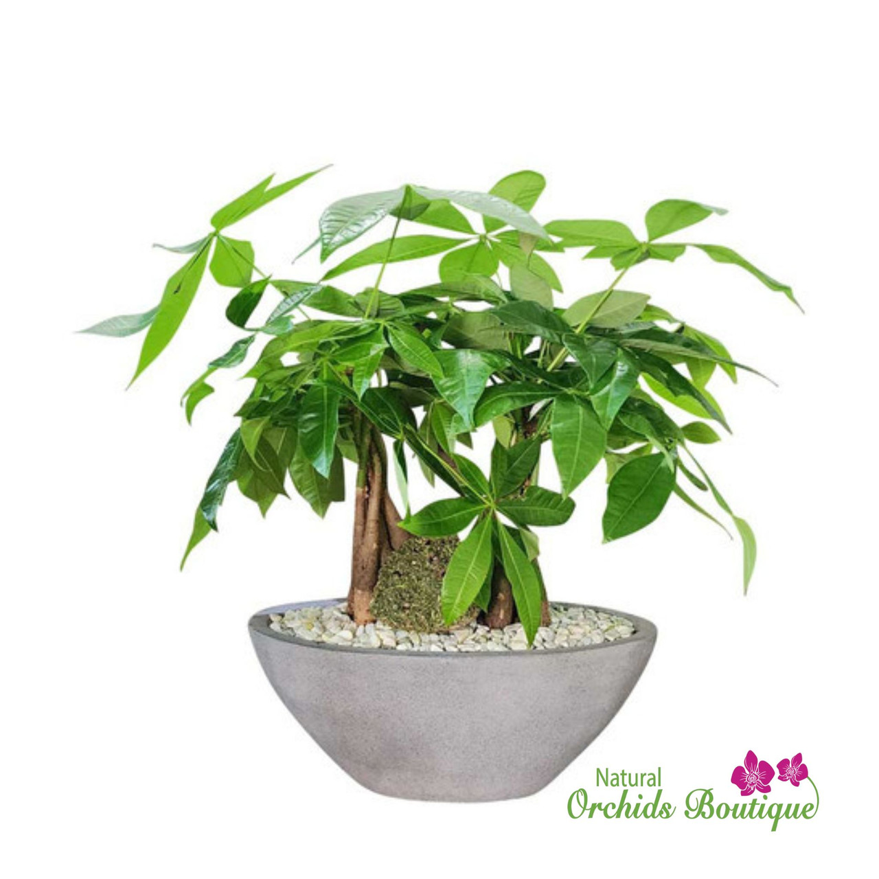 Exotic Double Money Tree Interior Plant