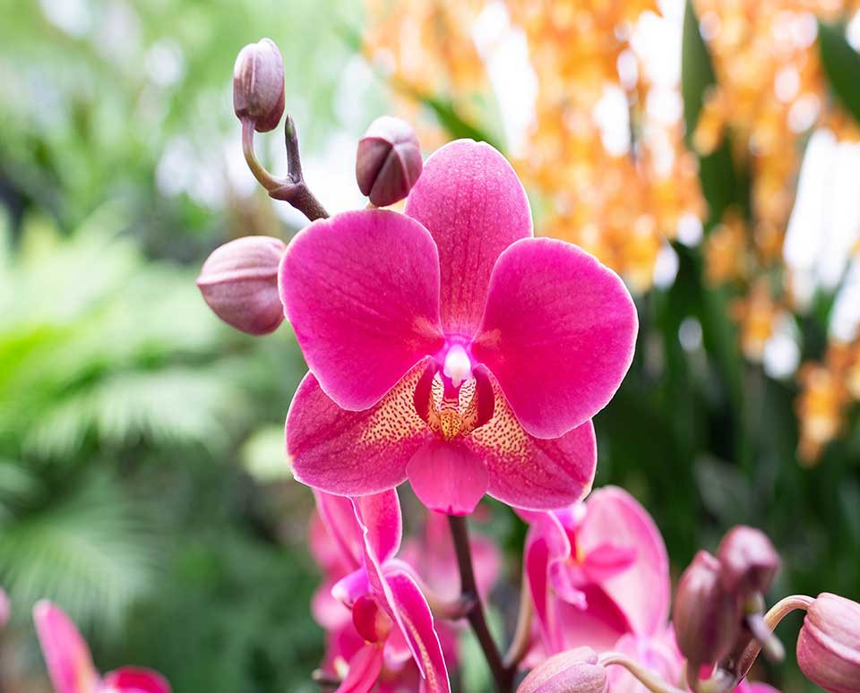 SOME ORCHID SPECIES EASY TO GROW - Natural Orchids Boutique