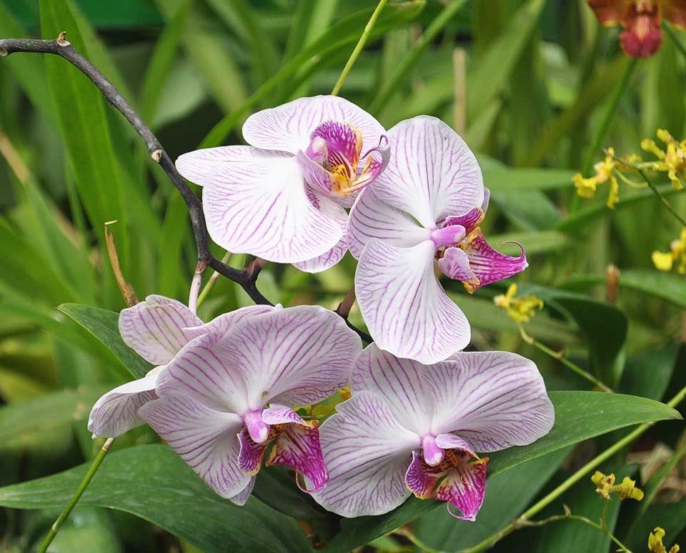ORCHID CARE DURING THE SUMMER - Natural Orchids Boutique